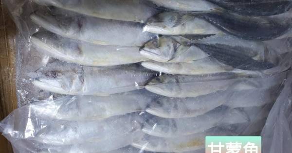 甘蒙鱼 6/8 KAMPUNG FISH