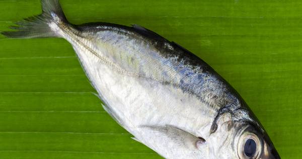 色拉鱼6/8 Frozen Selar Fish